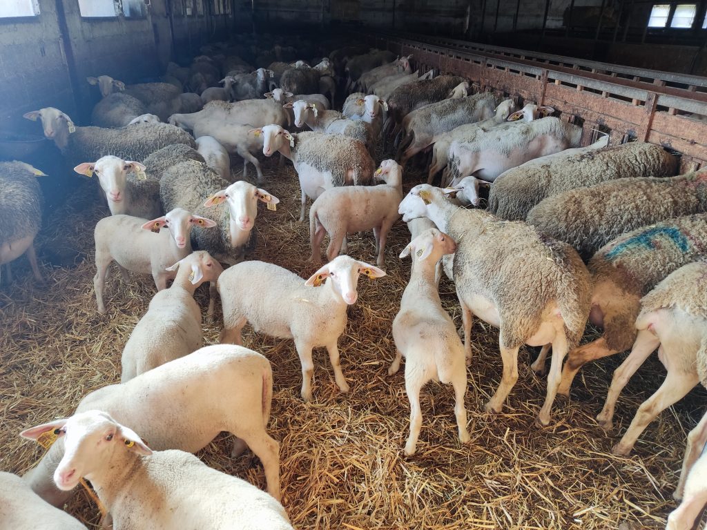 Élevage et vente directe brebis lacaune, location gîtes en Aveyron.